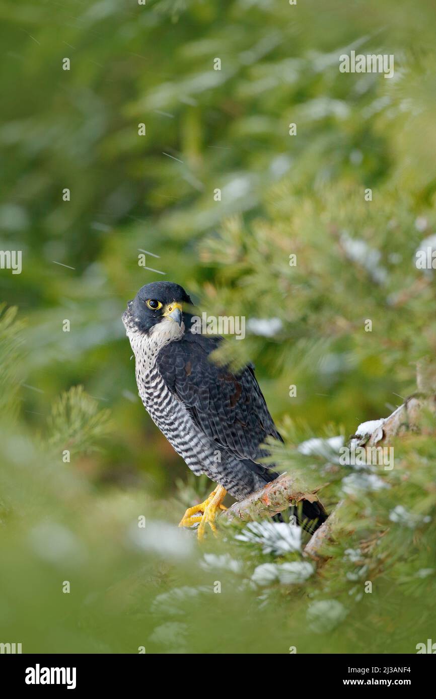 Peregrine Falcon with fly snow sitting on the tree with dark green ...