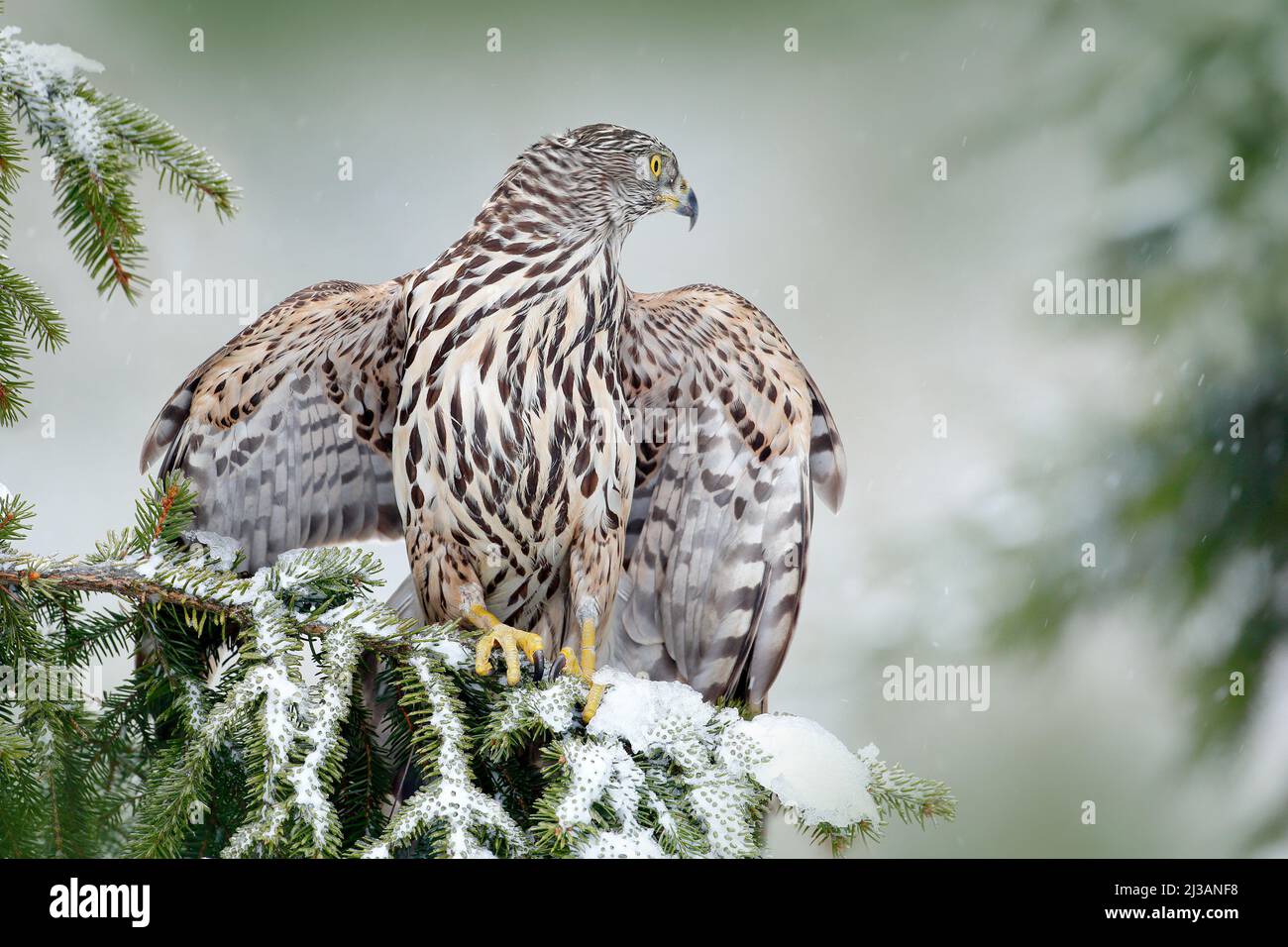 Northern Goshawk landing on spruce tree during winter with snow ...