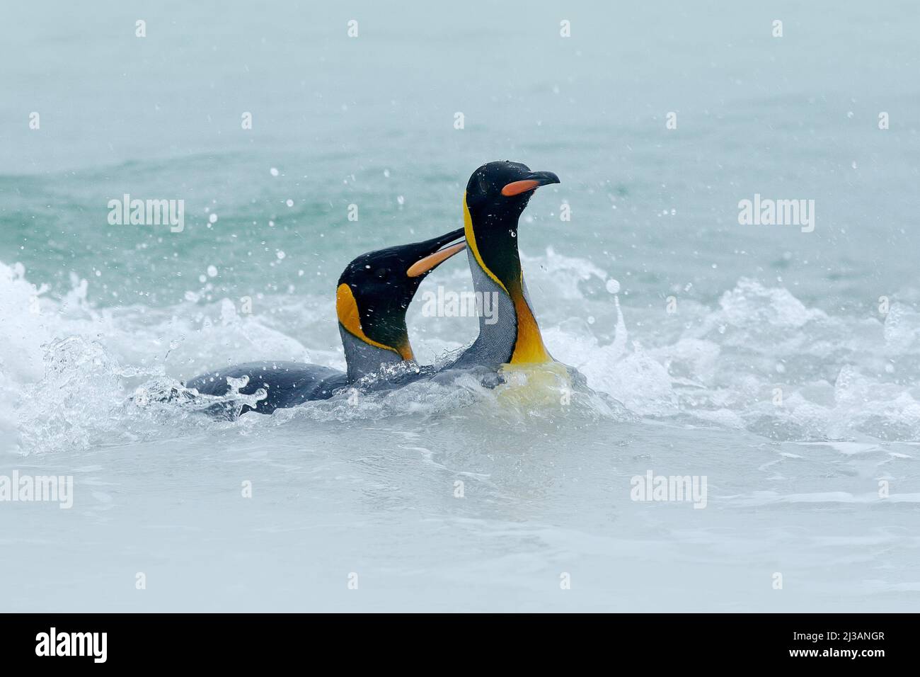 Two penguin swimming in the sea water. King penguin, big bird jumps out ...