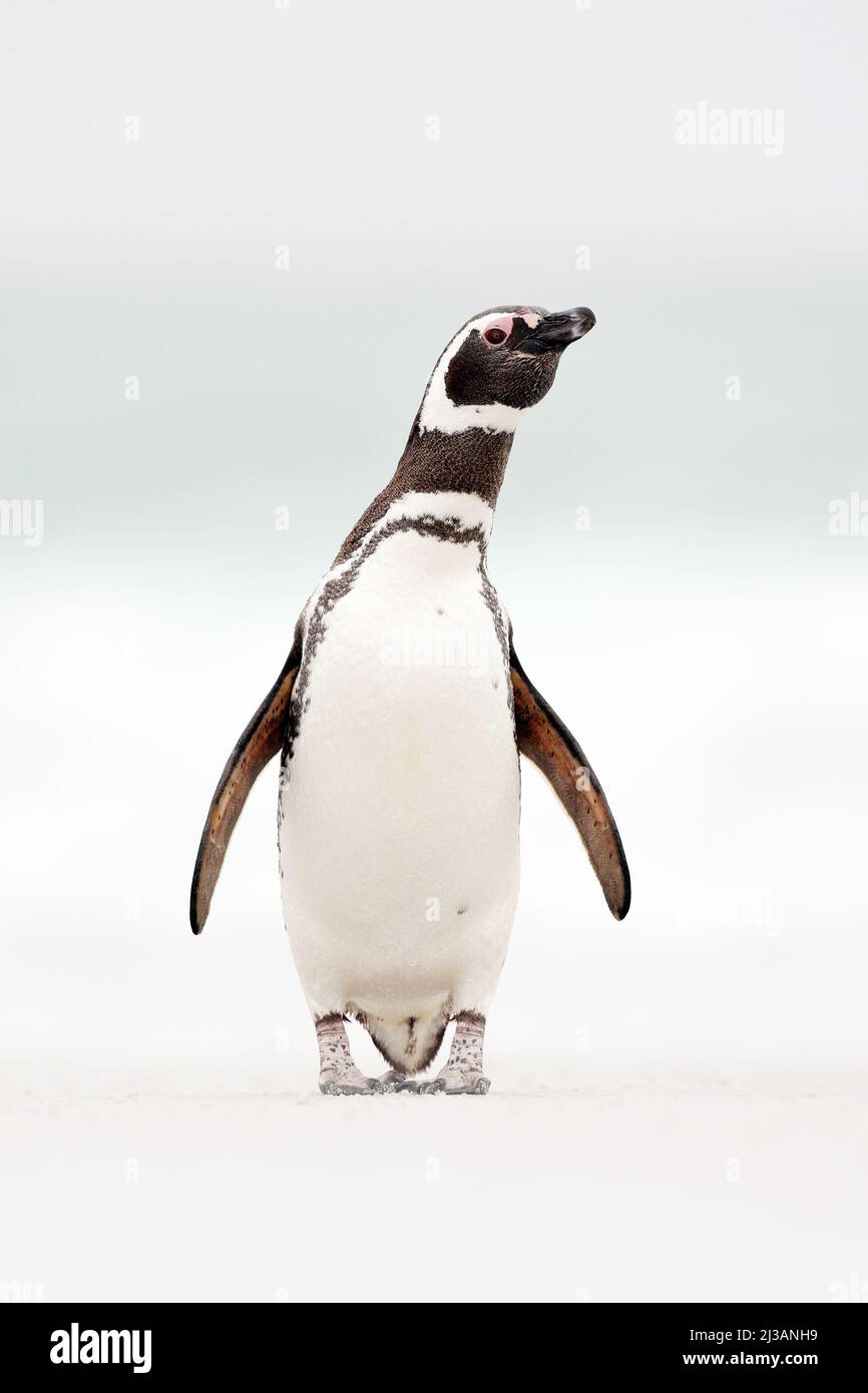 Magellanic penguin, Spheniscus magellanicus, on the white sand beach ...