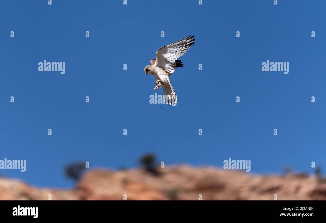 Australian falcon hi-res stock photography and images - Alamy