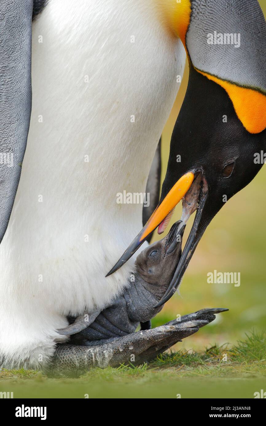 Young king penguin beging food beside adult king penguin, Falkland ...