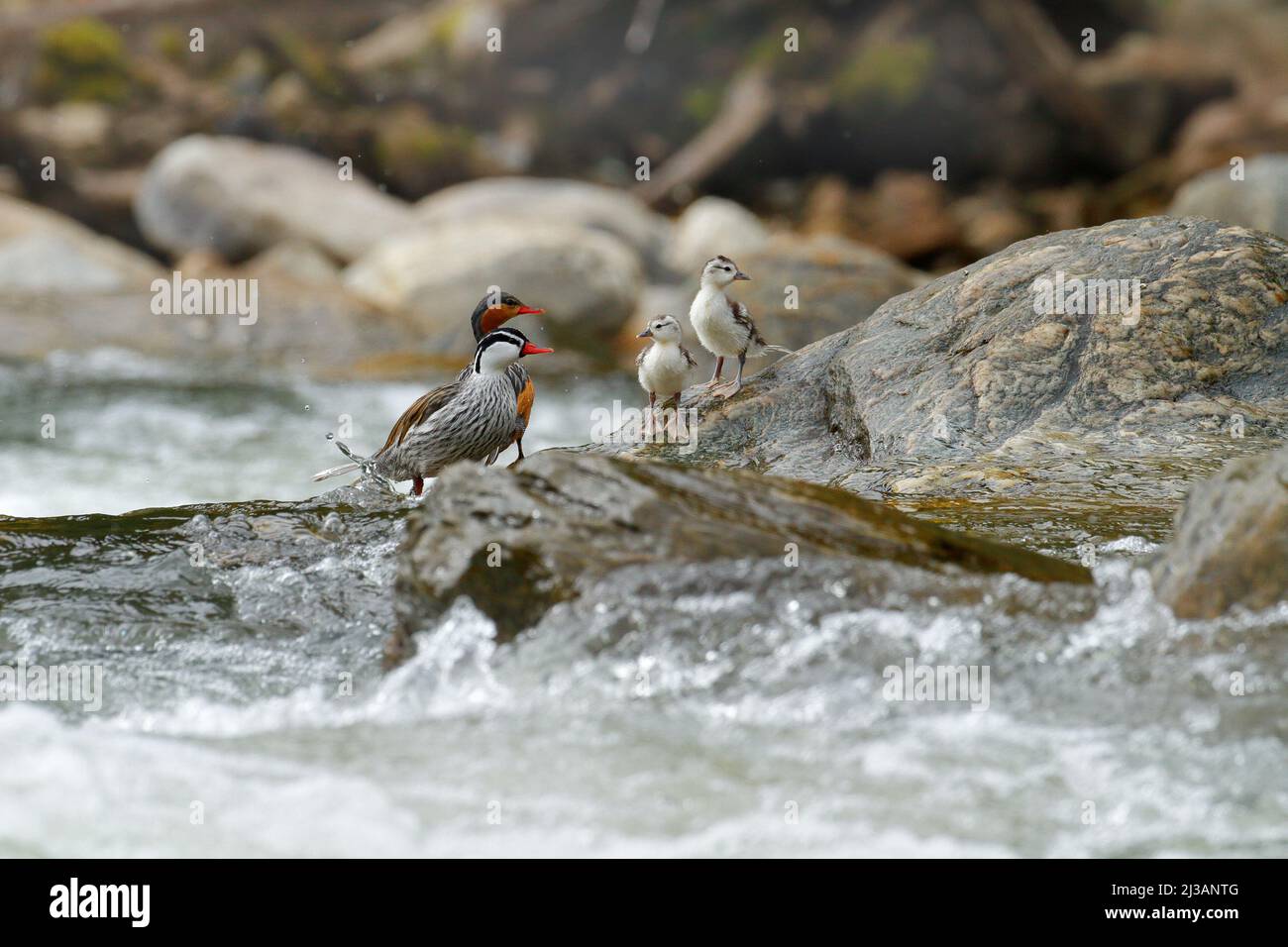 Torrent duck, Merganetta armata, pair of bird with young in mountain ...