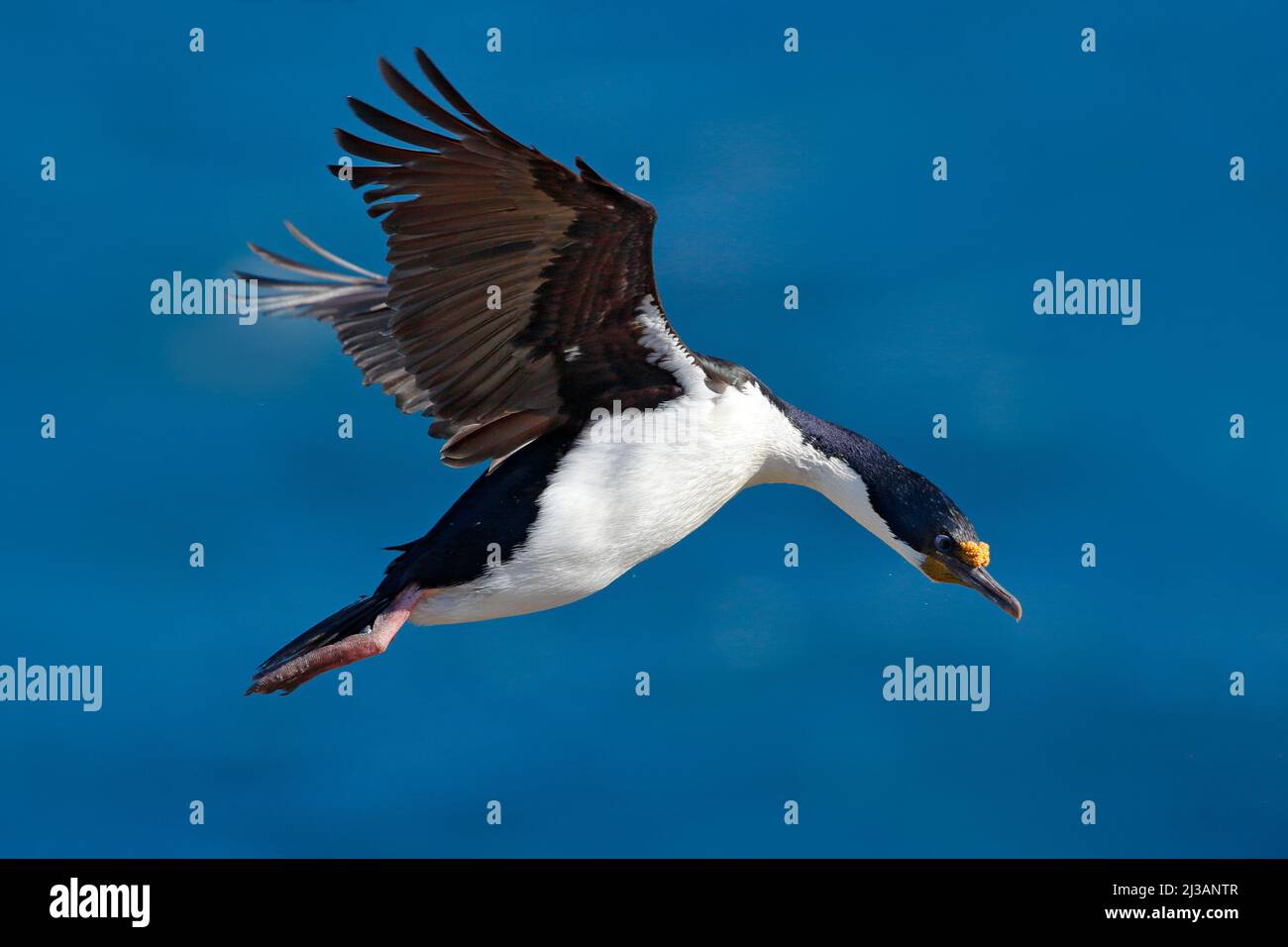 Flying bird. Imperial Shag, Phalacrocorax atriceps, cormorant in flight ...