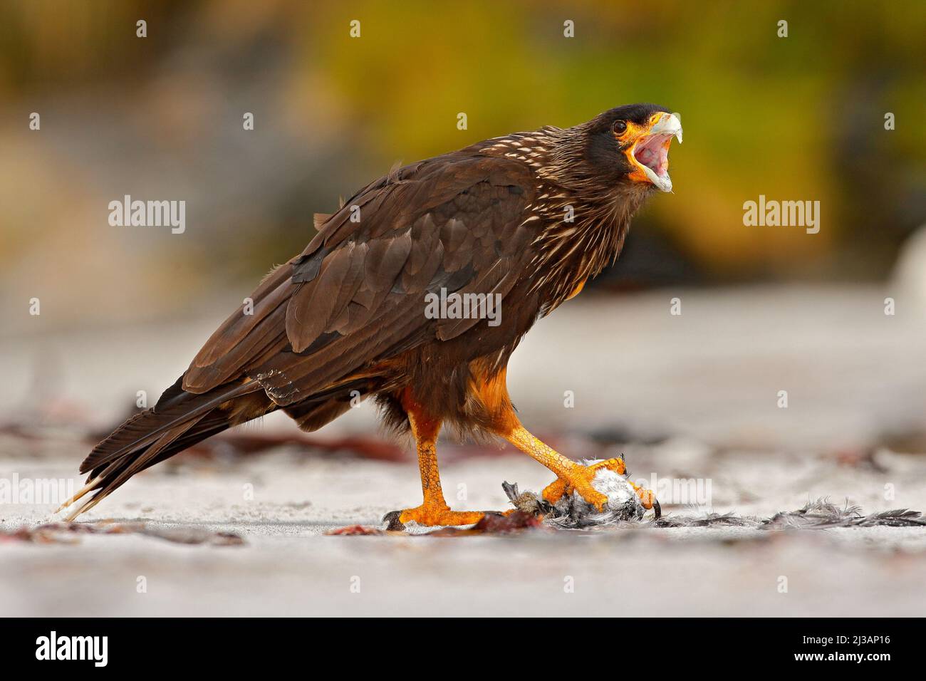 Bird feeding behaviour. Birds of prey Strieted caracara, sitting in on ...