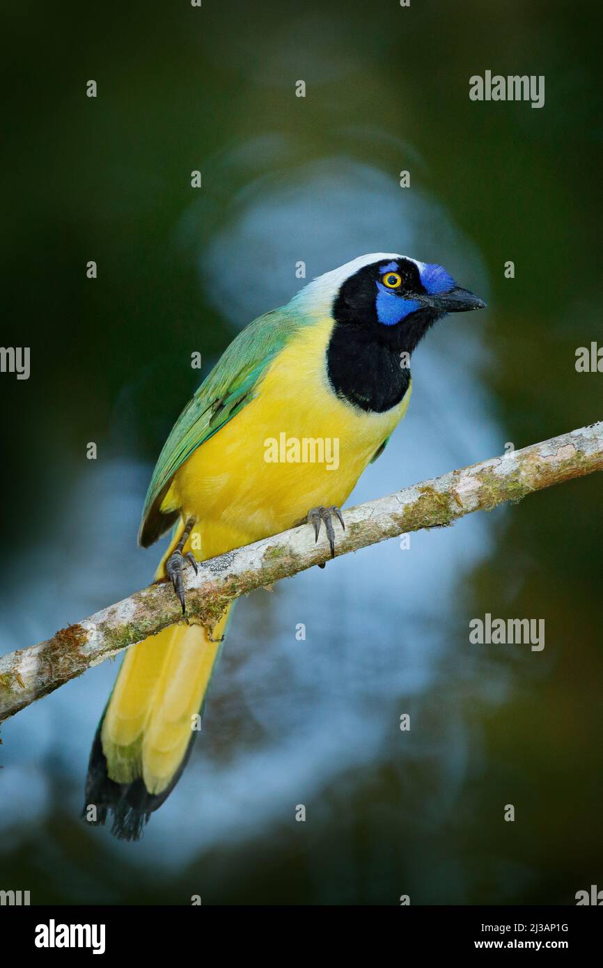 Yellow Bird Green Jay, Cyanocorax yncas, wild nature, Belize. Beautiful ...