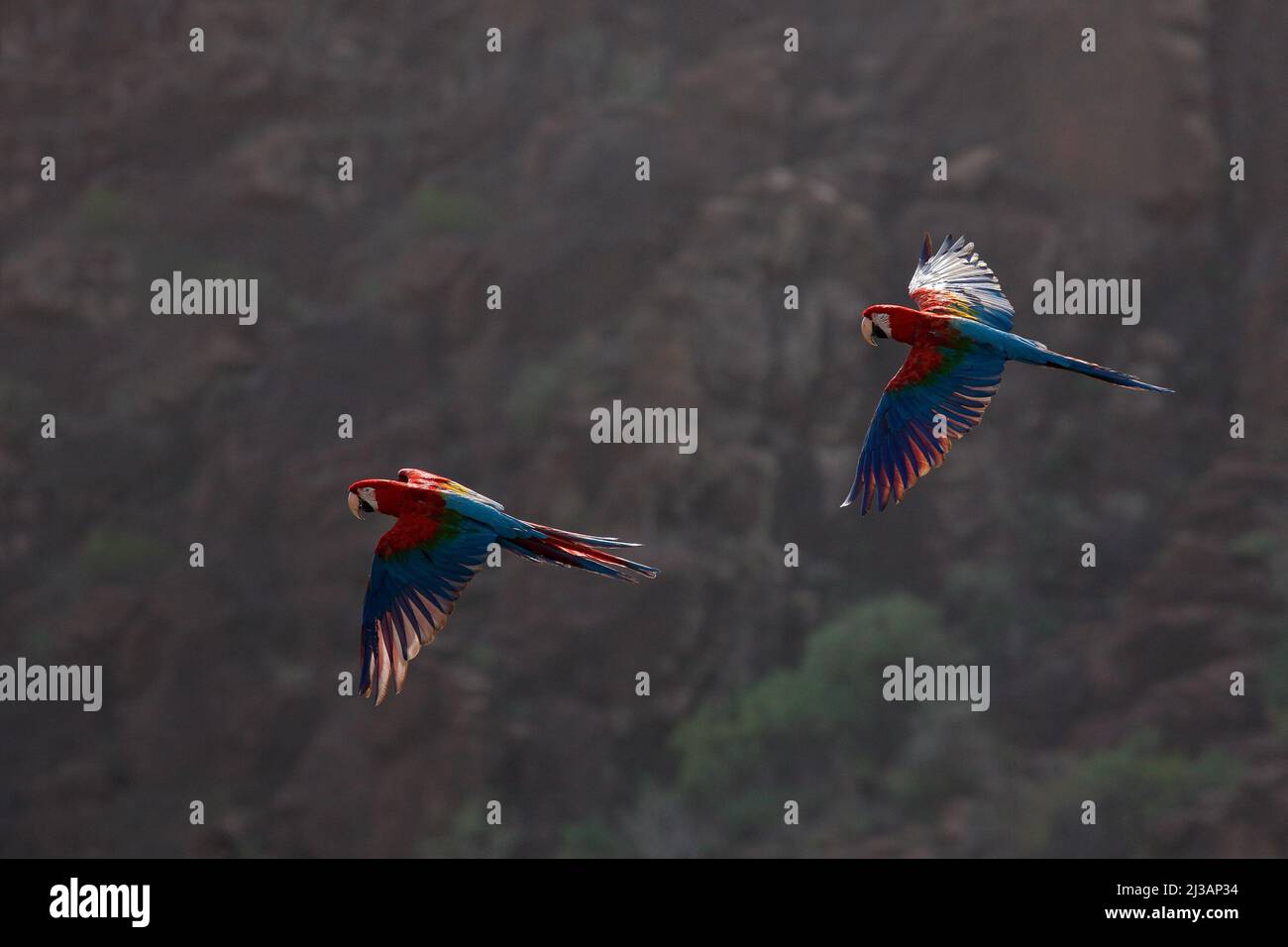 Red-and-green Macaw, Ara chloroptera, in the dark green forest habitat ...