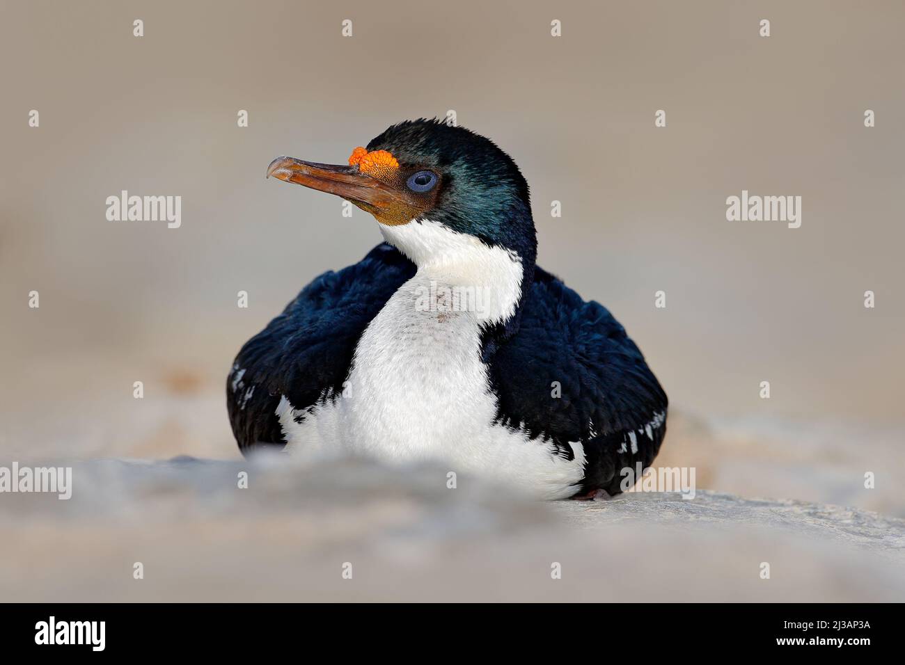 Shag head beak eye hi-res stock photography and images - Alamy