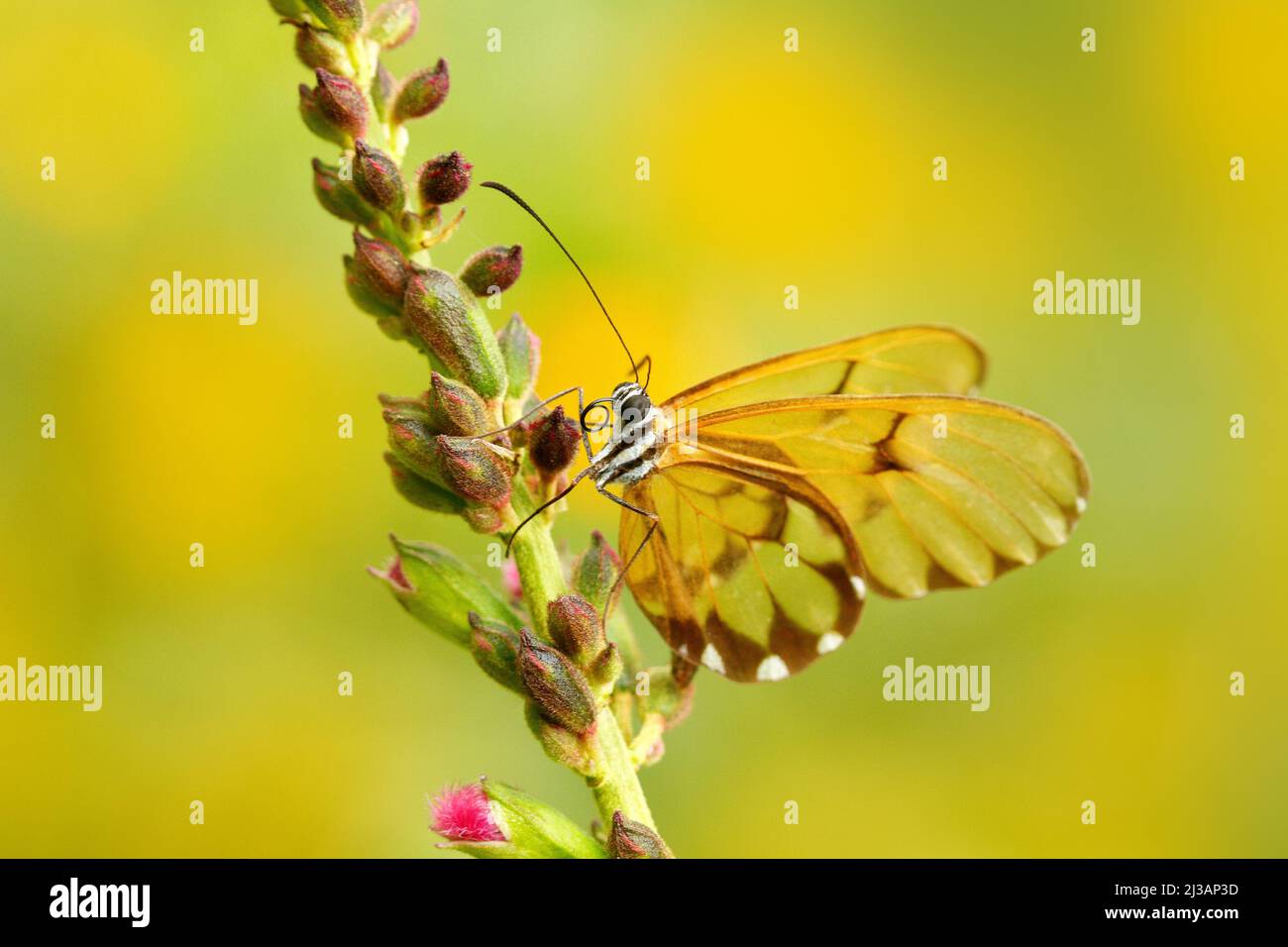 Beautiful Glasswinged butterfly with transparent wings. Butterfly in ...