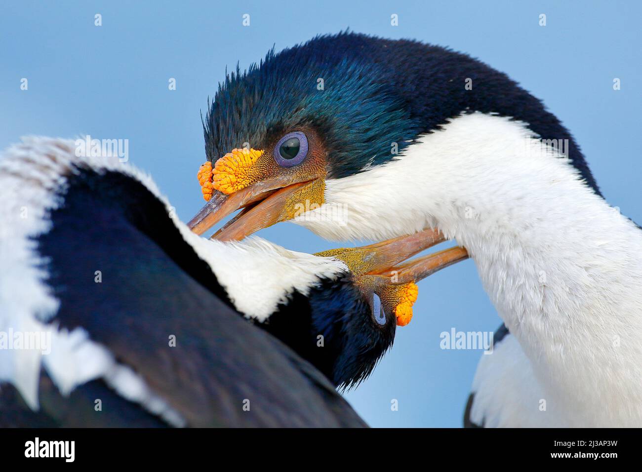 Animal behaviour. Courtship portrait of Imperial Shag, Phalacrocorax ...
