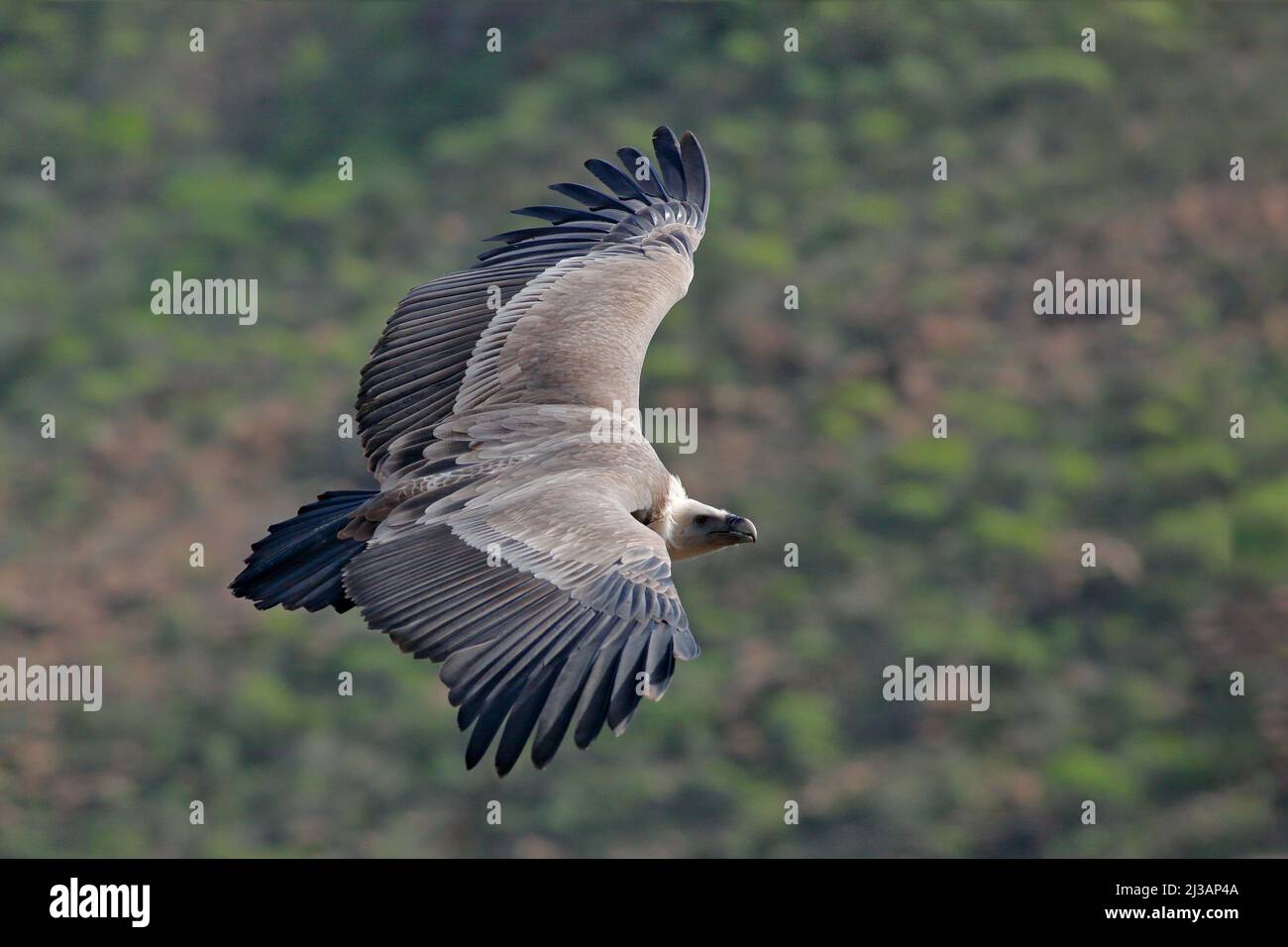Griffon Vulture, Gyps fulvus, big birds of prey flying above the ...