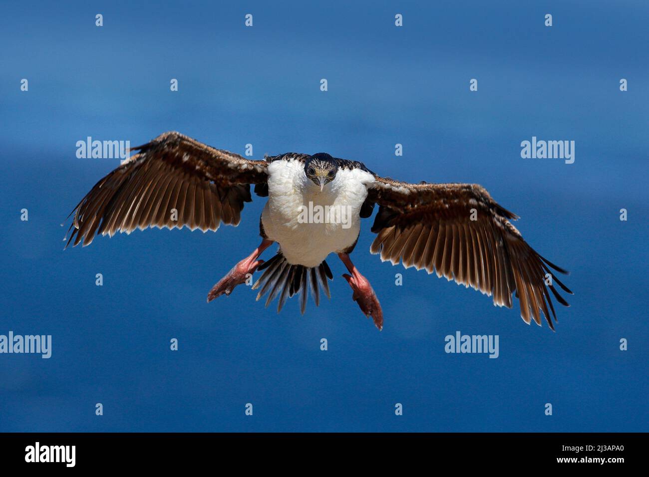 Bird in fly wit blue ocean. Imperial Shag, Phalacrocorax atriceps ...