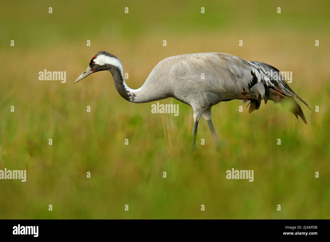 Common Crane, Grus grus, big bird in the nature habitat, Lake Hornborga ...