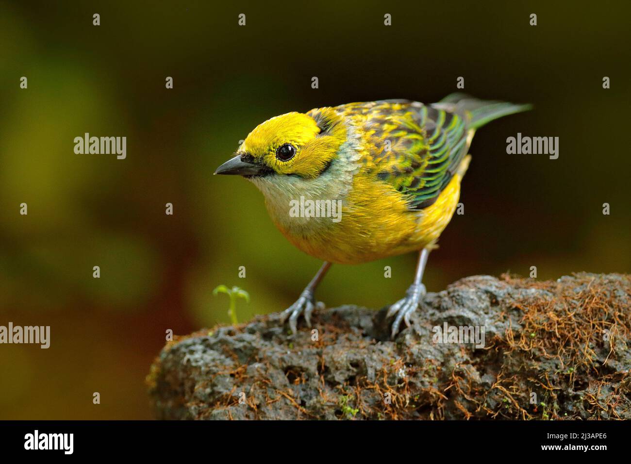 Silver-throated Tanager, Tangara icterocephala, exotic tropic blue ...