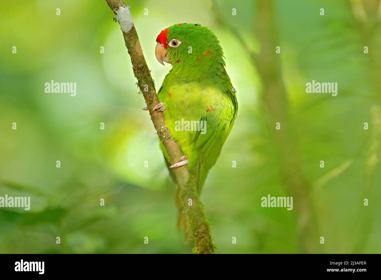 Ara aratinga hi-res stock photography and images - Alamy