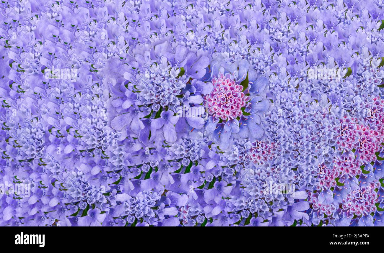 purple spring flowers background Stock Photo - Alamy