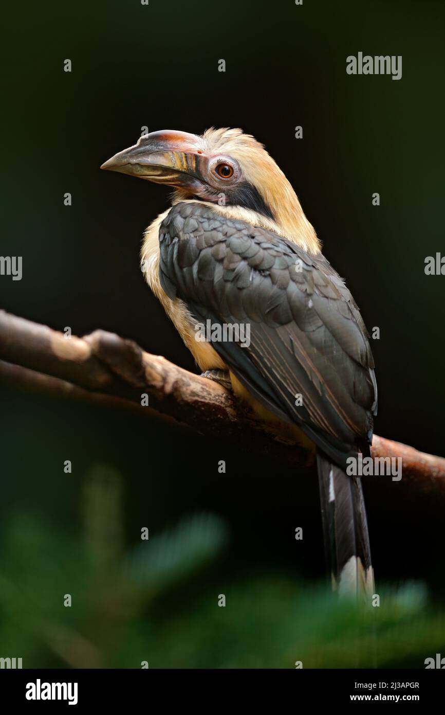 Luzon Hornbill, Penelopides manillae, in nature habitat. Rare exotic ...
