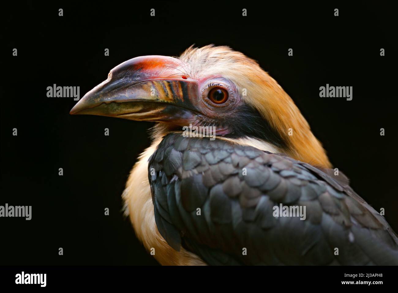 Luzon hornbill hi-res stock photography and images - Alamy