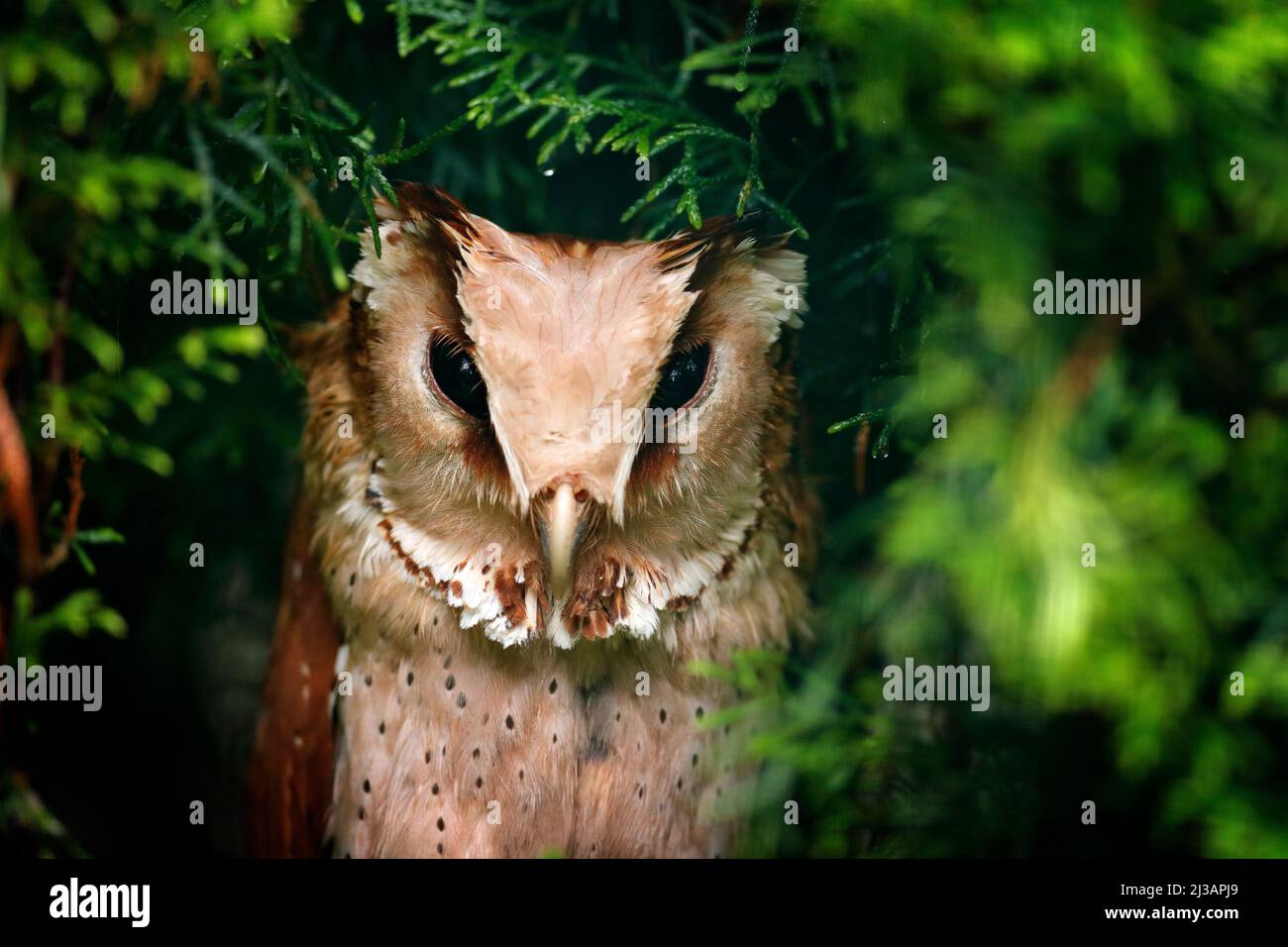 Indonesia scops owl hi-res stock photography and images - Alamy