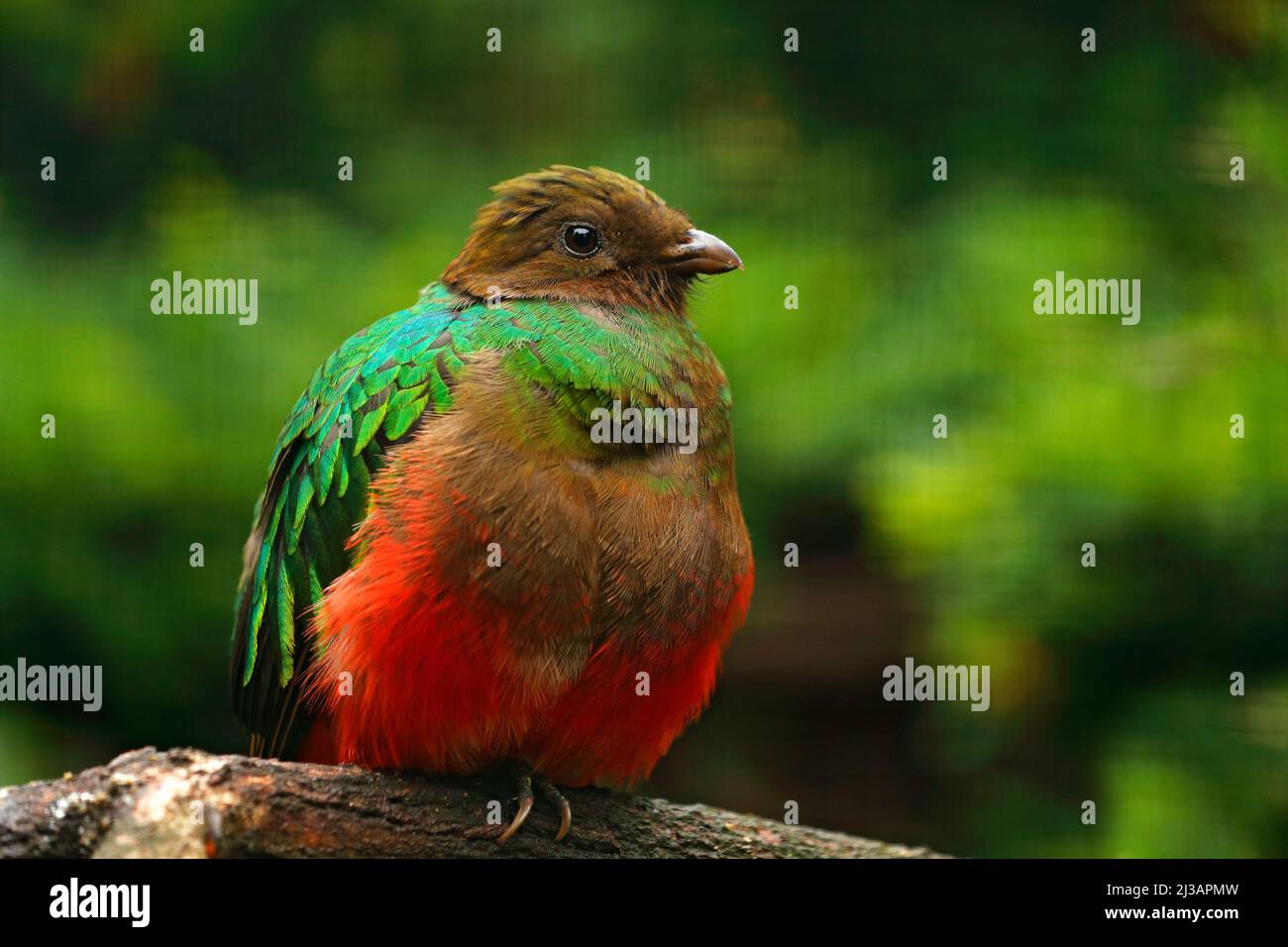 Golden-headed Quetzal, Pharomachrus auriceps, Magnificent sacred green ...