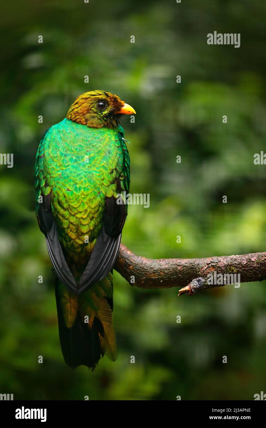 Golden-headed Quetzal, Pharomachrus auriceps, Ecuador. Tropic exotic ...