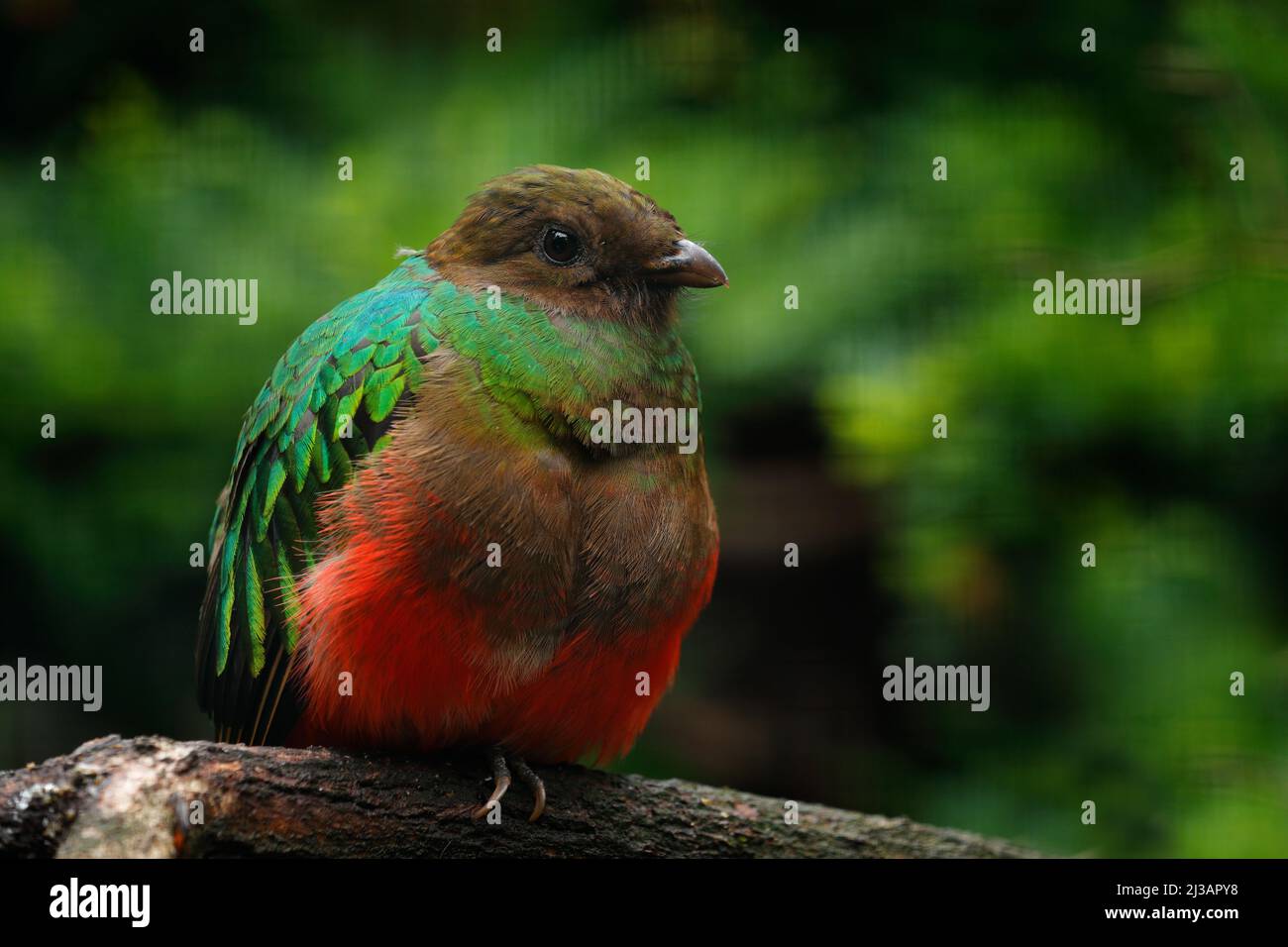 Golden-headed Quetzal, Pharomachrus auriceps, Magnificent sacred green ...