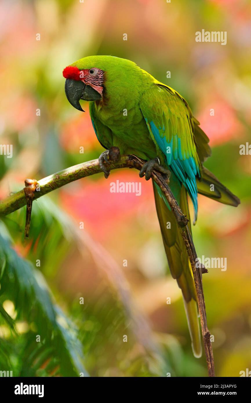 Portrait couple great green macaw hi-res stock photography and images ...