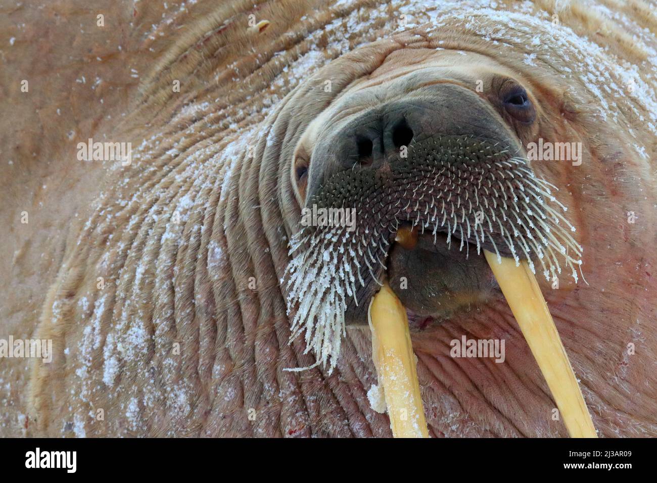Detail portrait of Walrus with big white tusk, Odobenus rosmarus, big ...
