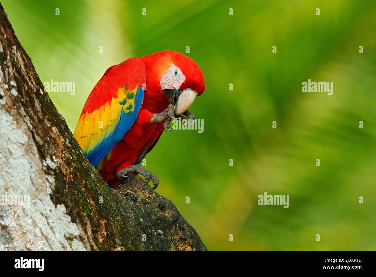Red bird in the forest. Parrot in the green jungle habitat. Red parrot ...