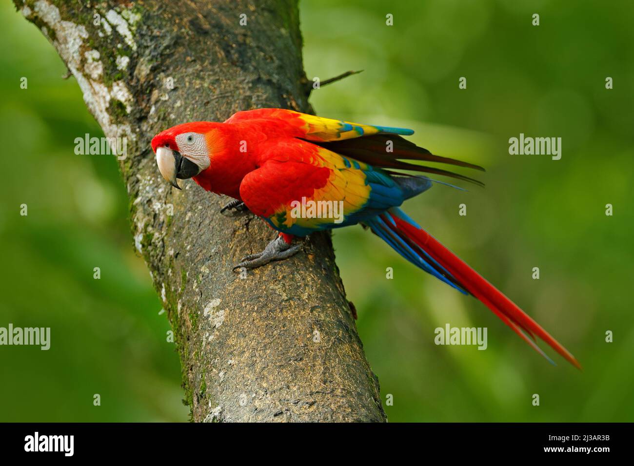Wildlife in Costa Rica. Parrot Scarlet Macaw, Ara macao, in green ...