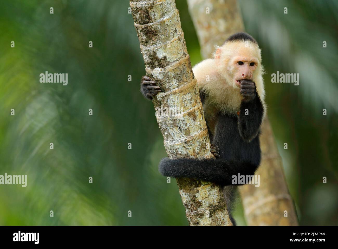 Black monkey White-headed Capuchin sitting on the tree branch in the ...