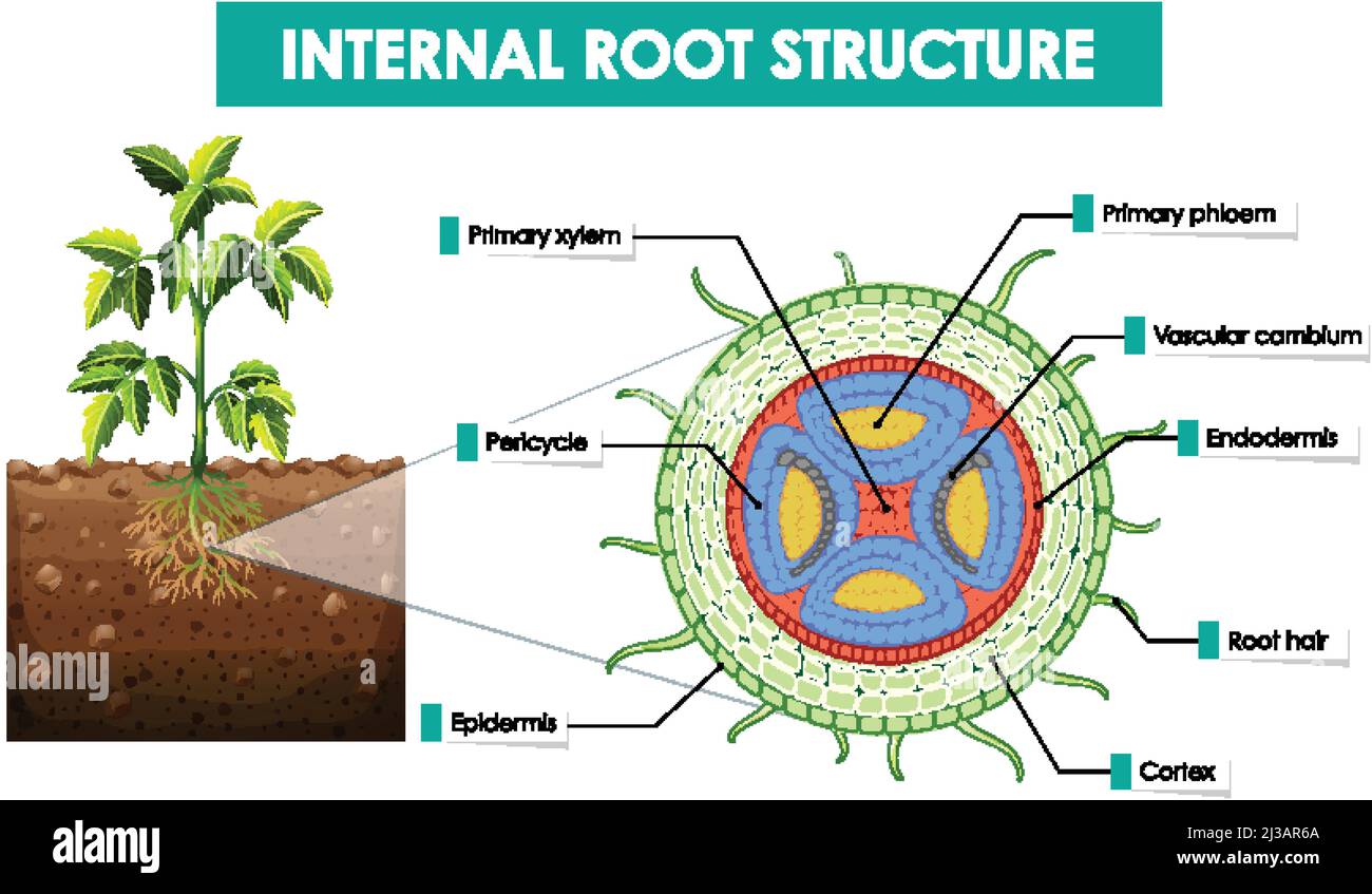 Diagram showing internal root structure illustration Stock Vector Image & Art - Alamy