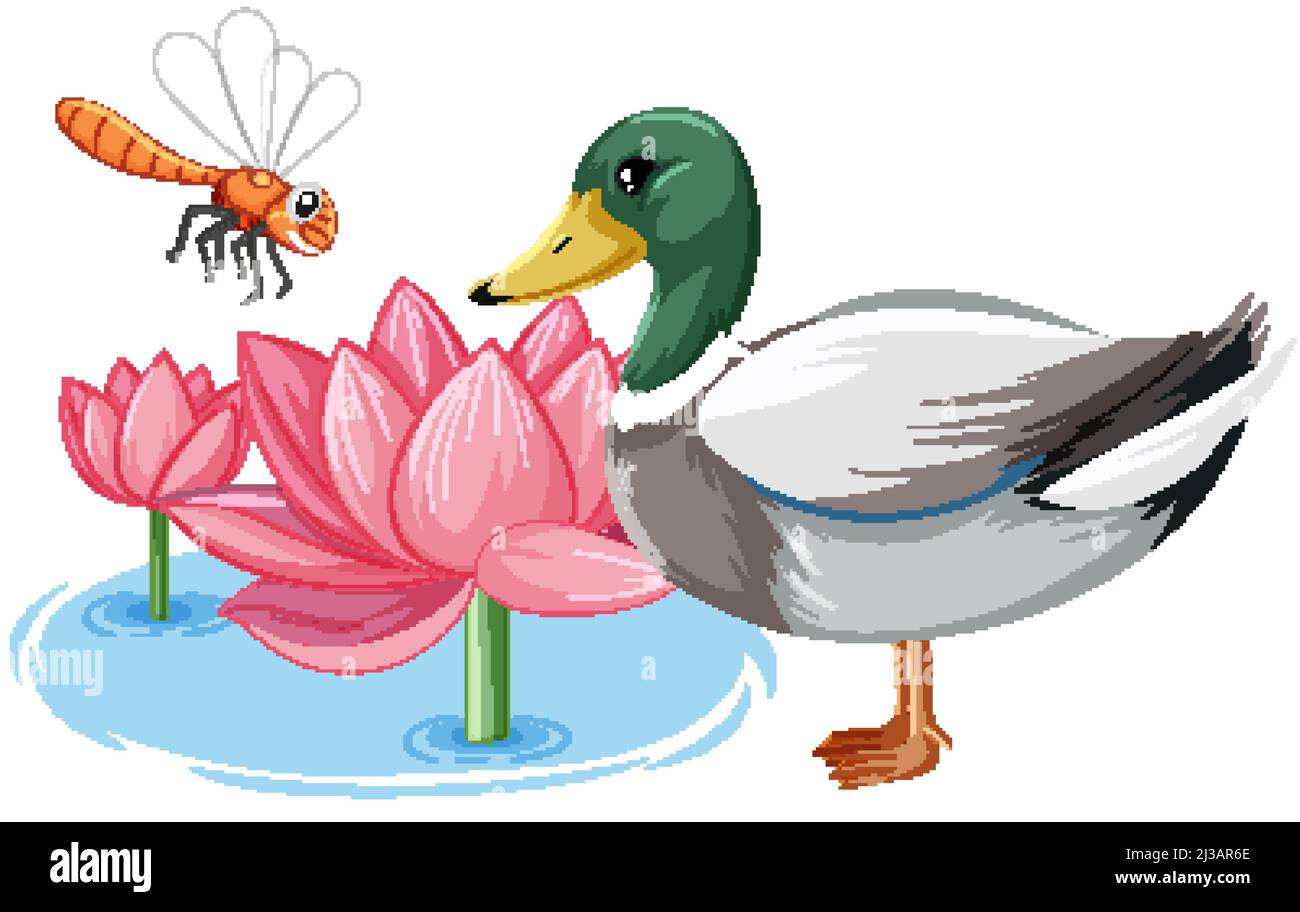Pink lotus flowers with duck at the pond illustration Stock Vector ...