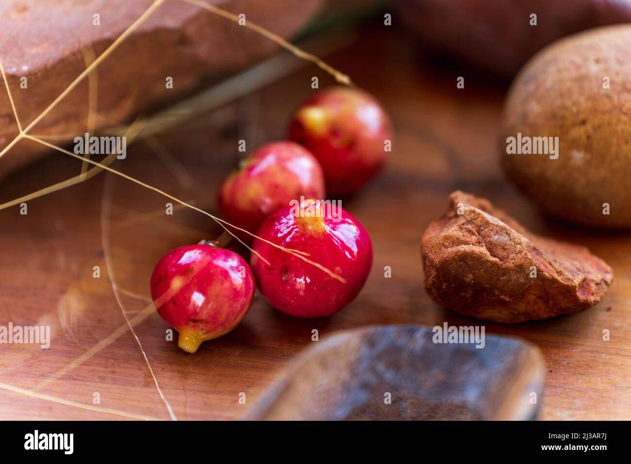 Aboriginal bush food closeup Stock Photo - Alamy