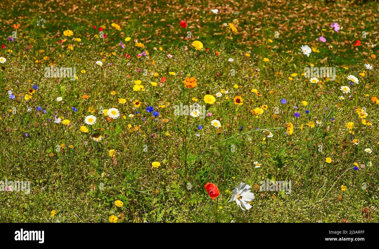 Diversity of vegetation hi-res stock photography and images - Alamy
