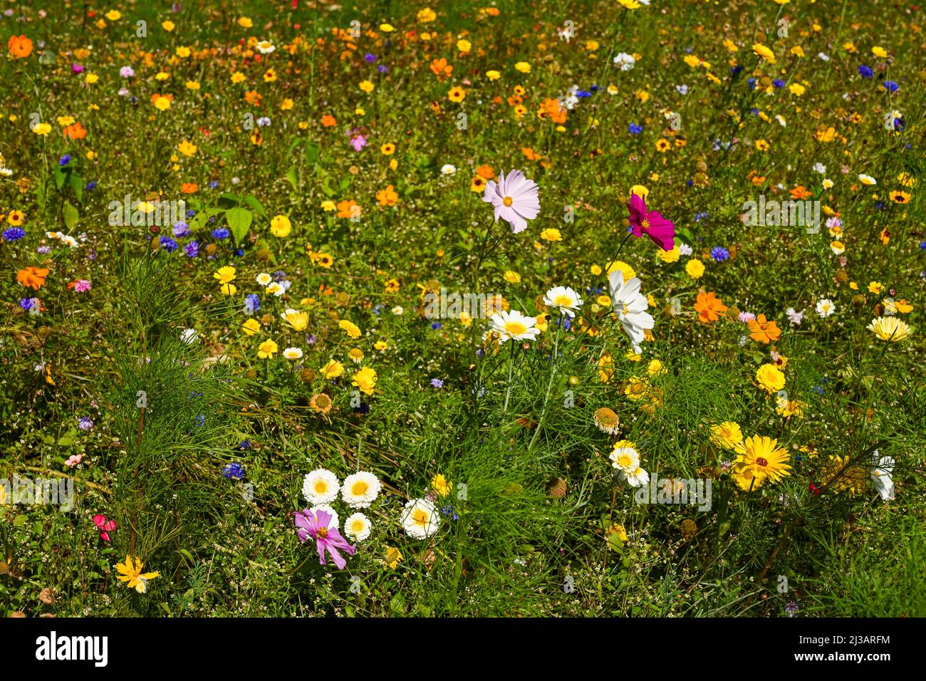 Biology diversity hi-res stock photography and images - Alamy