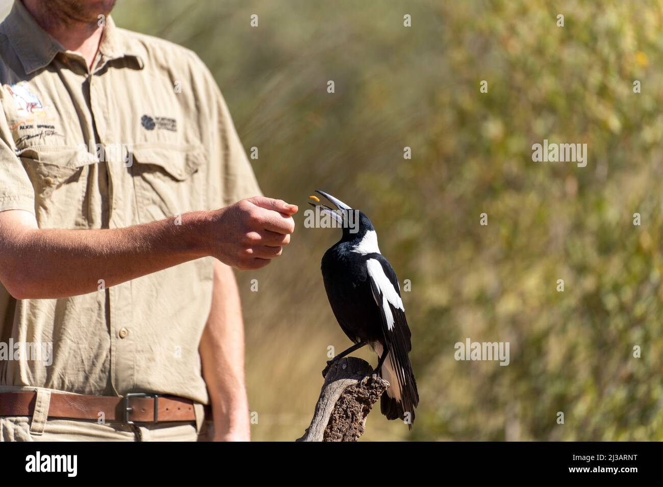 Australian magpie bird branch hi-res stock photography and images - Alamy