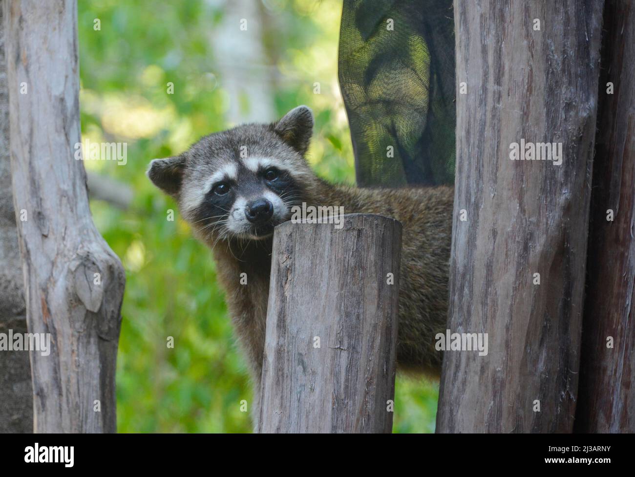 Raccoon (Procyon lotor), Isla Holbox, Quintana Roo, Mexico Stock Photo ...