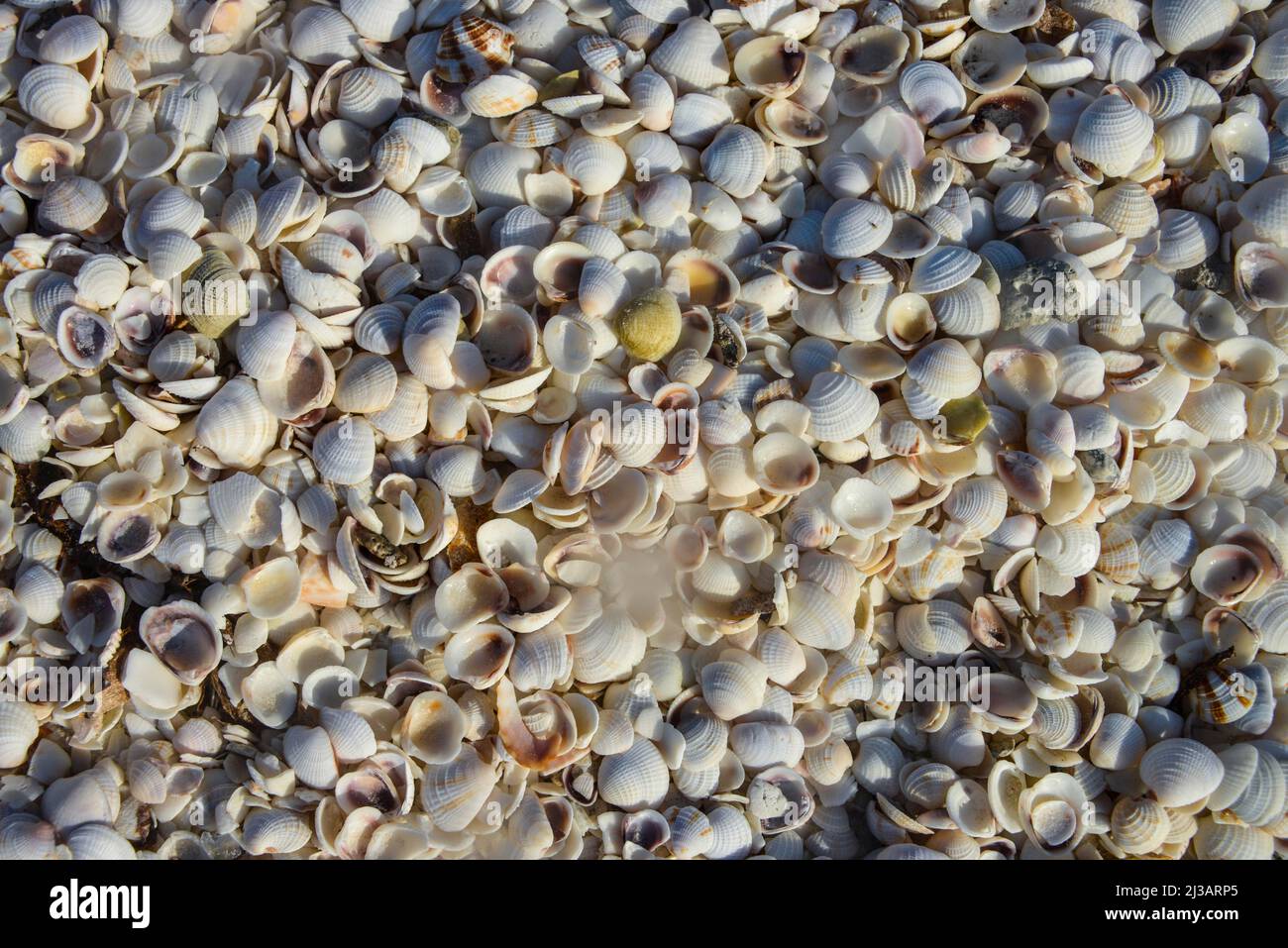 Gulf of mexico shells hi-res stock photography and images - Alamy