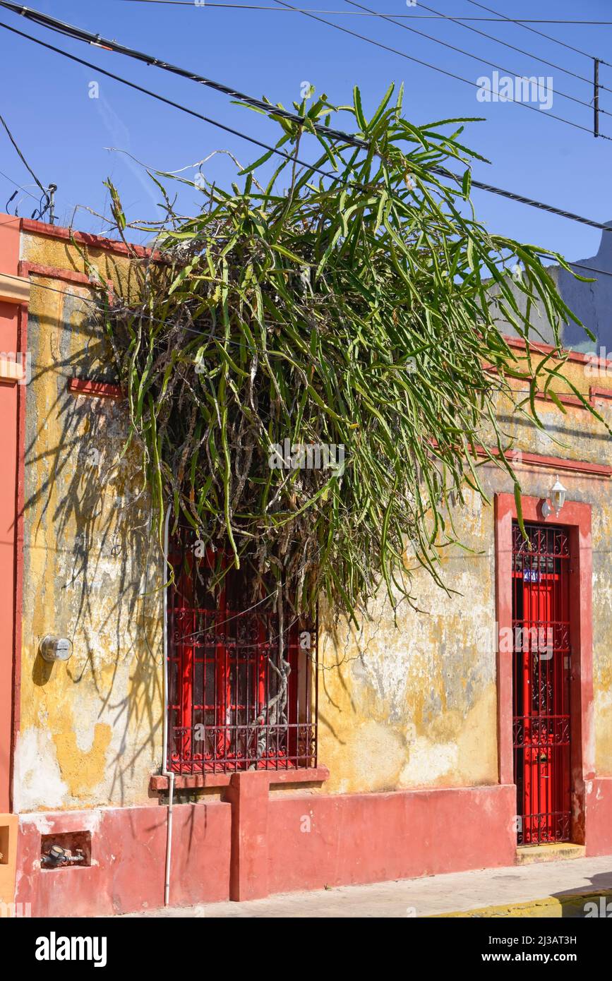 Old building, Old town, Merida, Yucatan, Mexico Stock Photo - Alamy