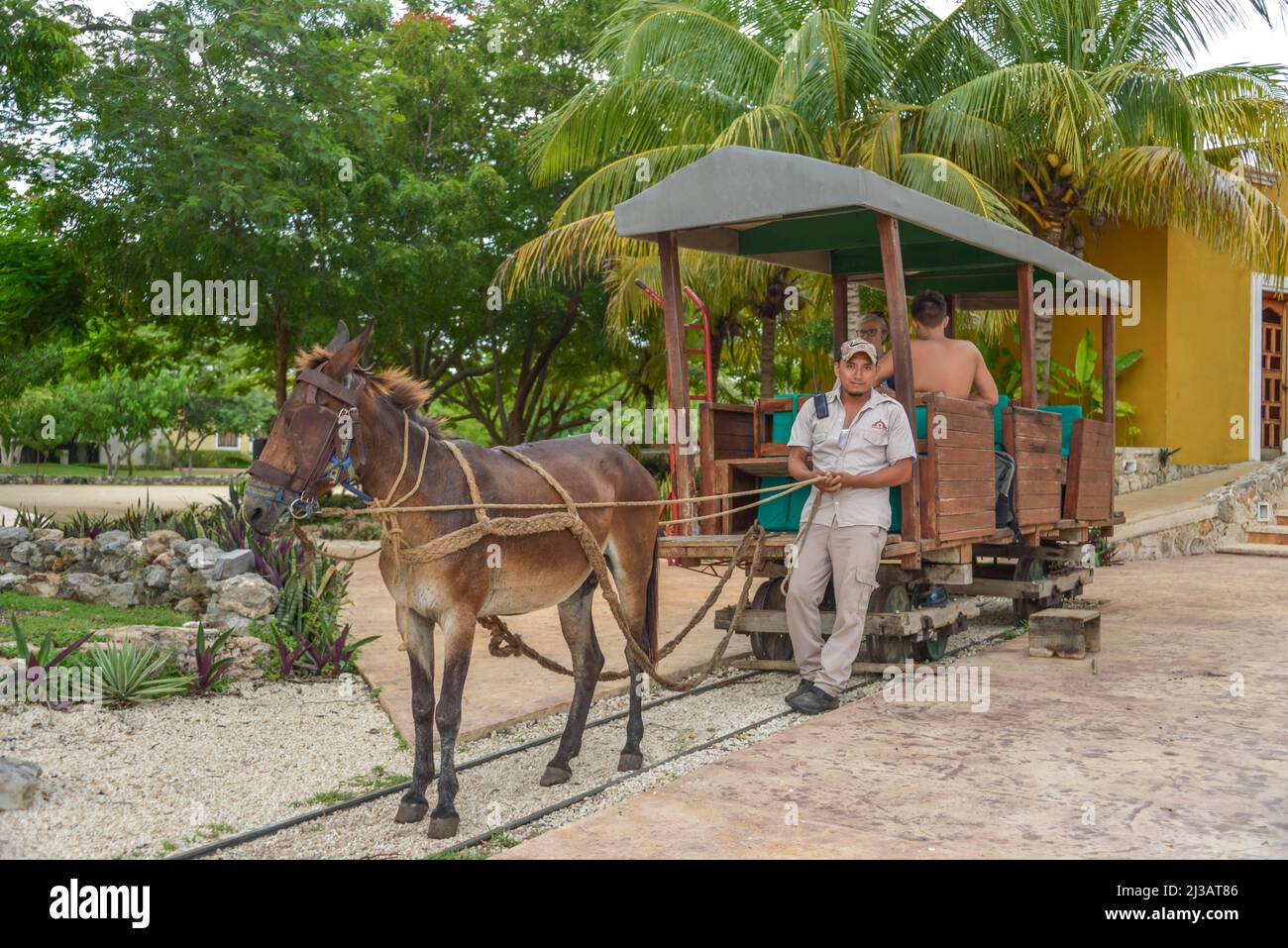 Mule, rail vehicle, tourist transport, Hacienda Sotuta de Peon, Yucatan ...