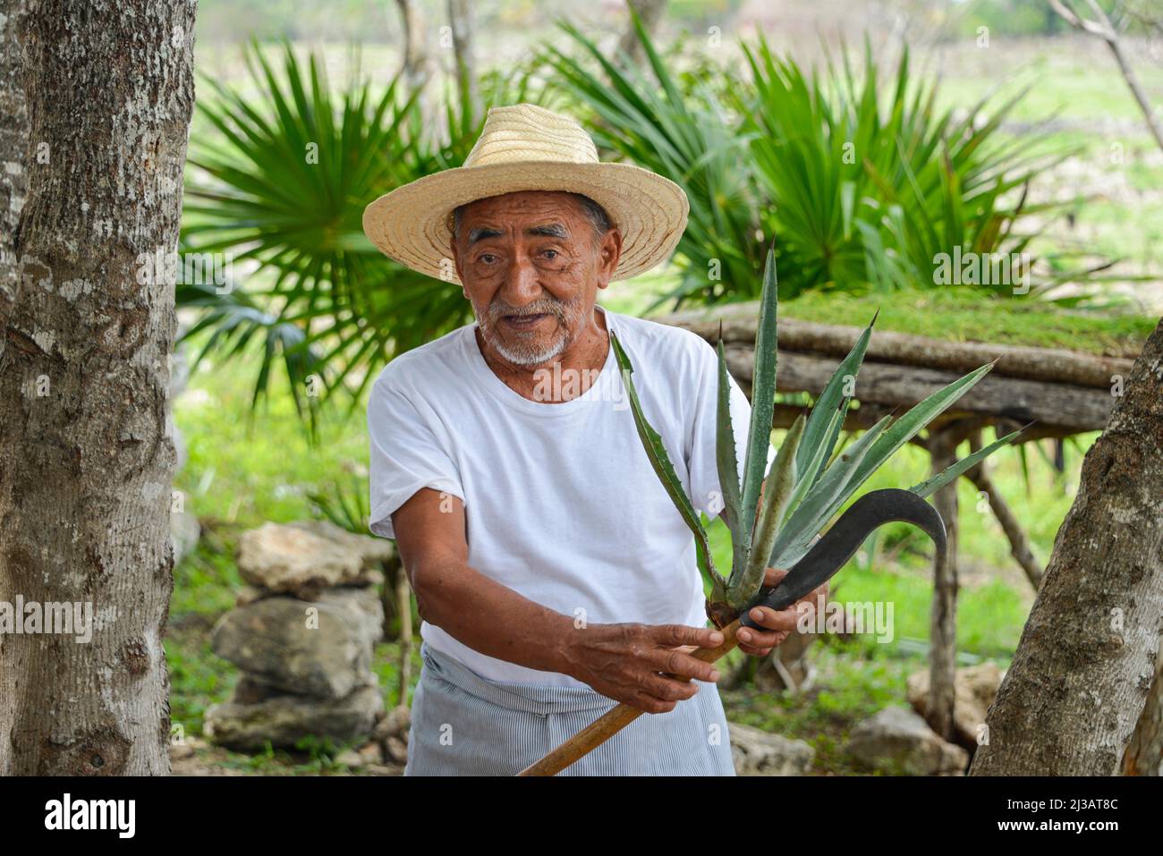 Old farmer explaining the production of sisal, agriculture Museum ...