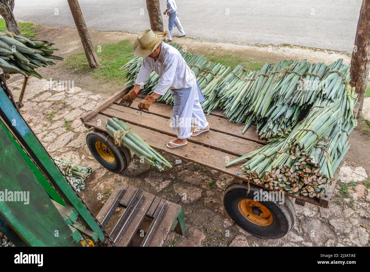 Delivery of Henequen Agaves, agriculture Museum, Production of Sisal ...