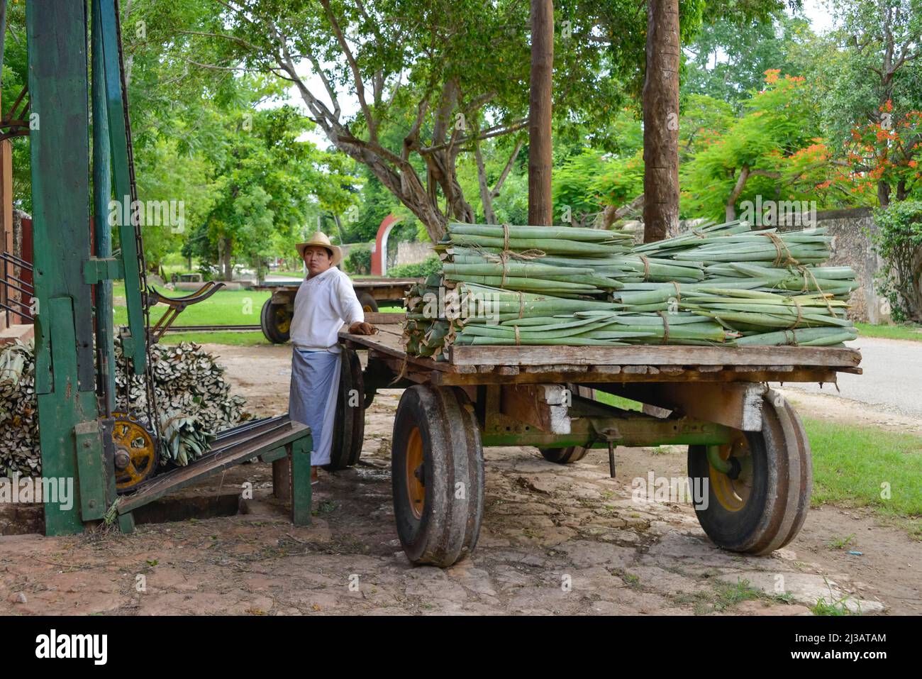 Delivery of Henequen Agaves, agriculture Museum, Production of Sisal ...