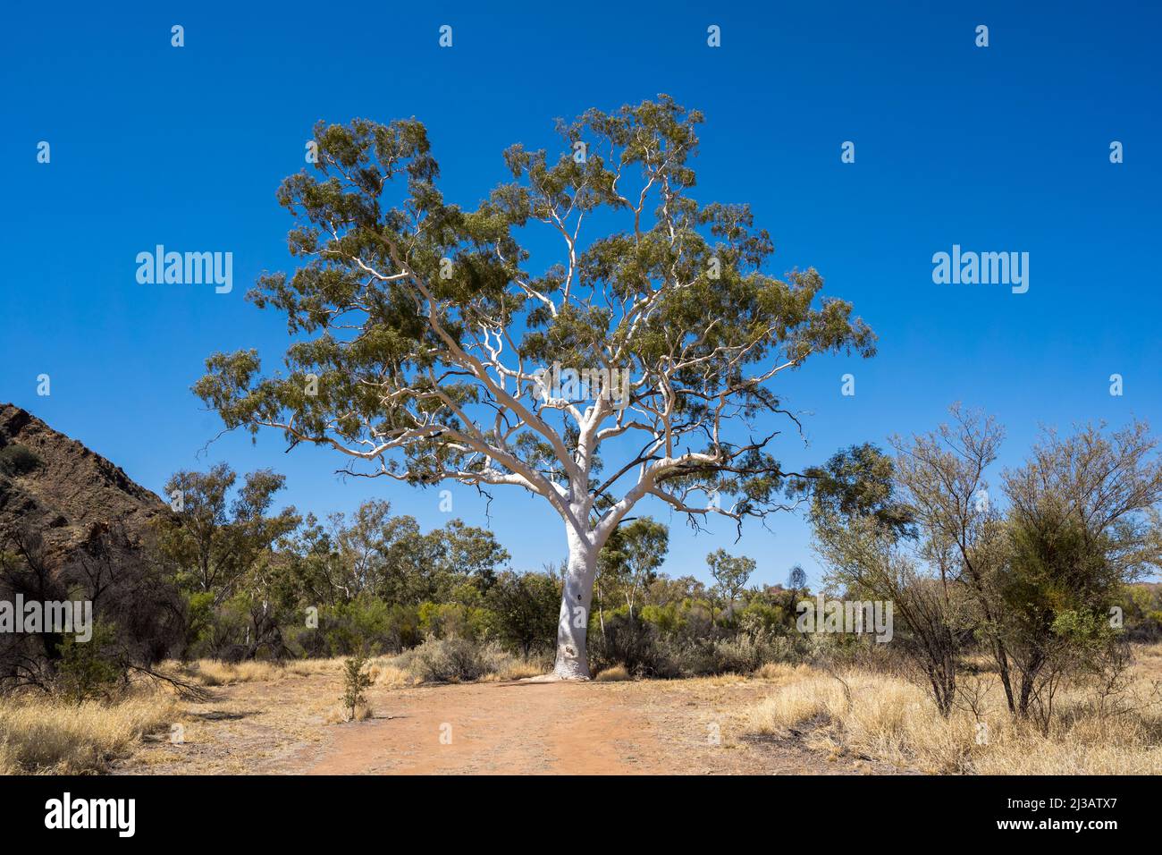 Australia's largest Ghost Gum tree Stock Photo - Alamy