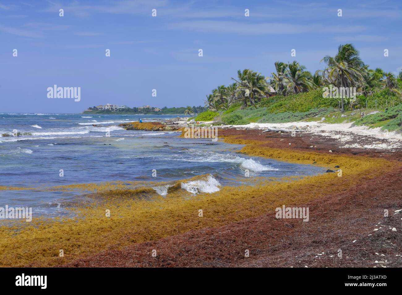 Brown algae, Akumal, Quintana Roo, Mexico Stock Photo - Alamy