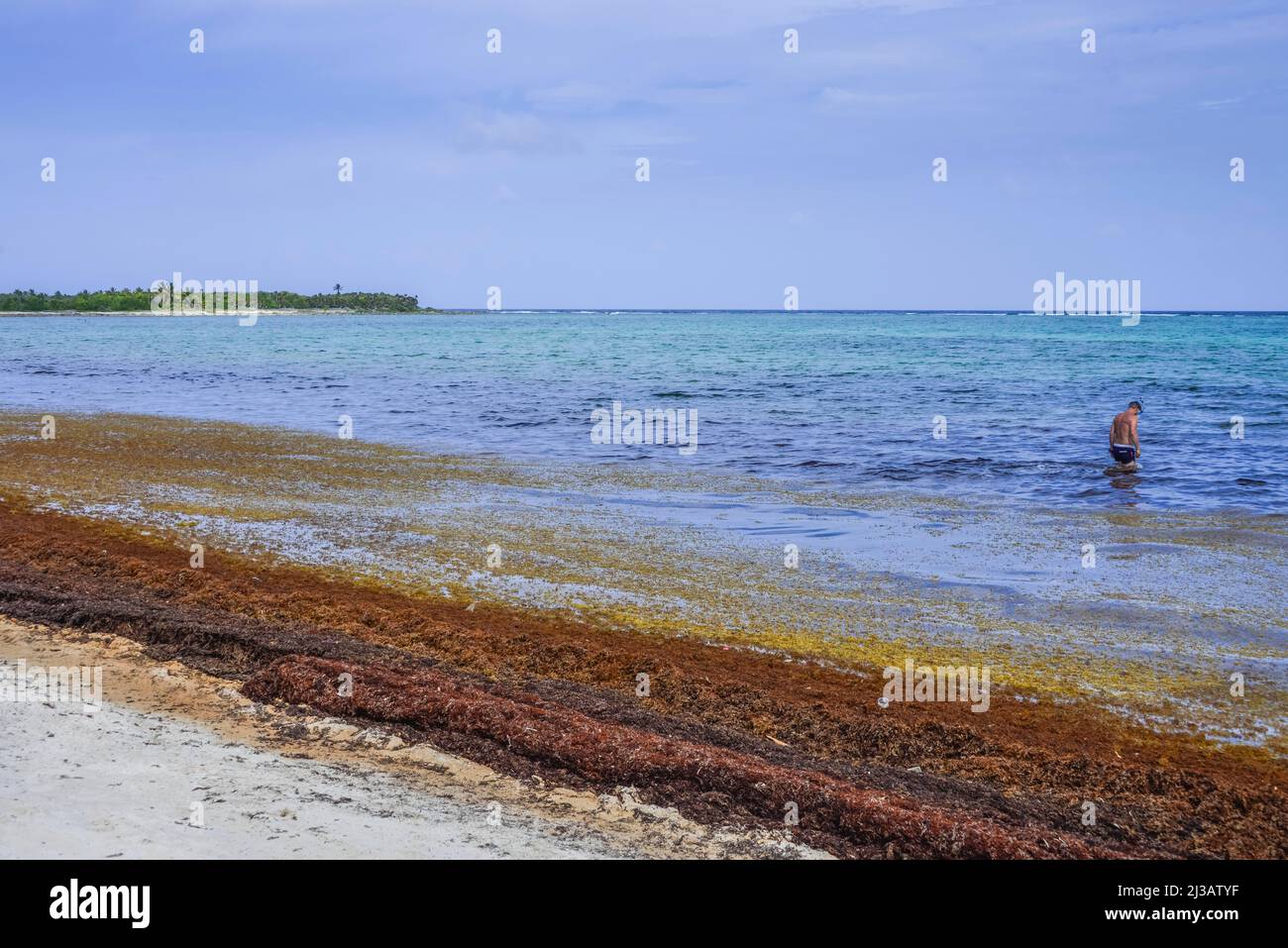 Gulf mexico algae hi-res stock photography and images - Alamy