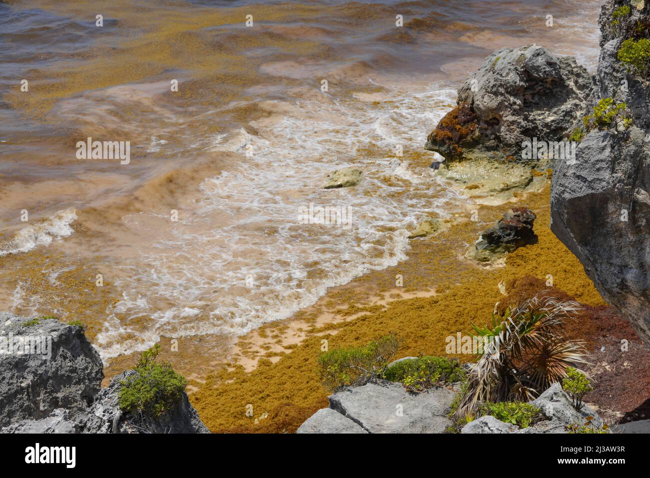 Gulf mexico algae hi-res stock photography and images - Alamy