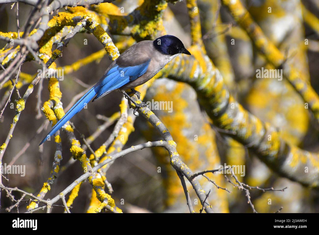 Azure-winged Magpie, Granada, Spain Stock Photo - Alamy