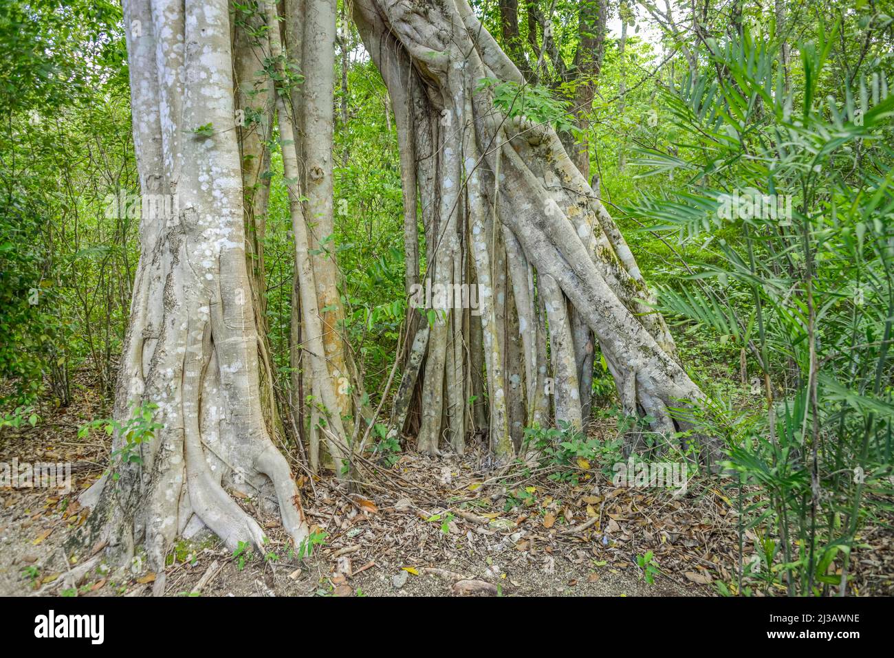 Ficus, tree, aerial roots, tropical jungle, Chiapas, Mexico Stock Photo ...